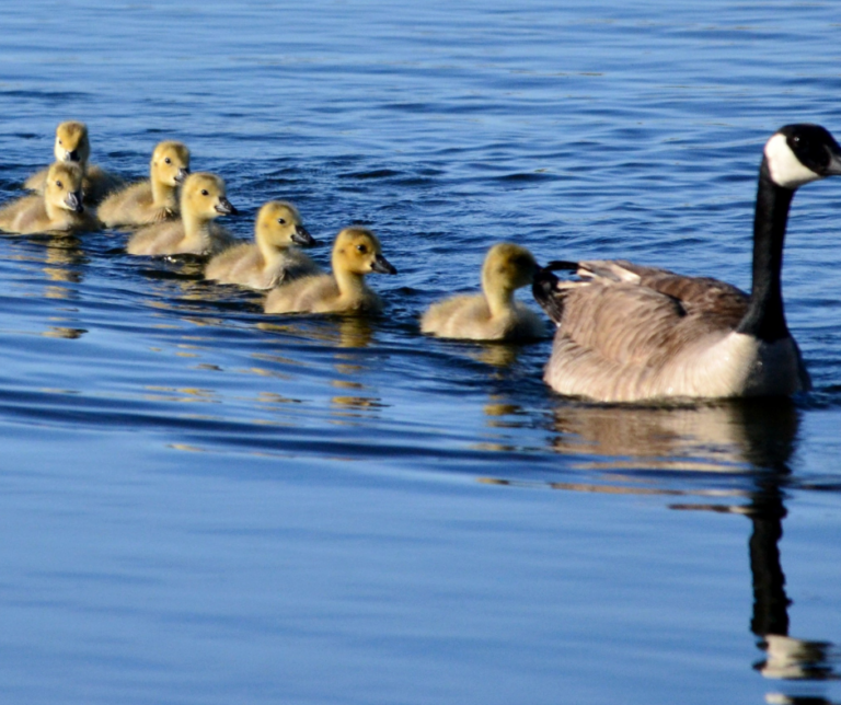 Leadership Training Blog - Gordon Training International
